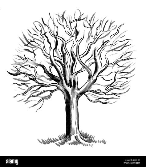 Bare Autumn Tree Ink Black And White Drawing Stock Photo Alamy