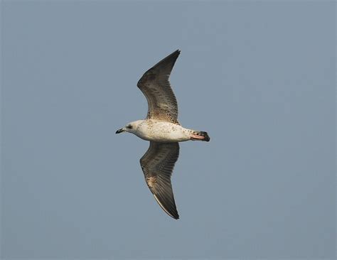 Herring Gull St Winter Larus Argentatus