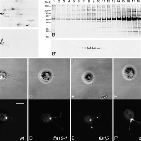 Chlamydomonas Ift 71 Has Amino Acid Sequence Similarity With Predicted