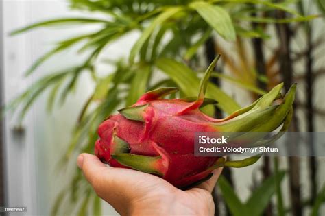 배경에 야자수가있는 드래곤 과일을 들고있는 남성 손 드래곤 과일 또는 피타야 열대와 이국적인 과일 건강하고 비타민 식품 개념 0명에 대한 스톡 사진 및 기타 이미지 Istock