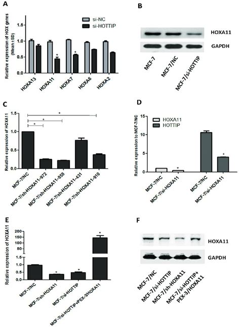 A Potential Bidirectional Regulation Loop Between Hottiphoxa11 In