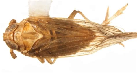 Genus Nilaparvata Distant 1906 Planthoppers Of North America
