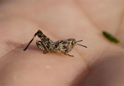Huge Locust Swarms Are Threatening Food Security But Drones Could Help