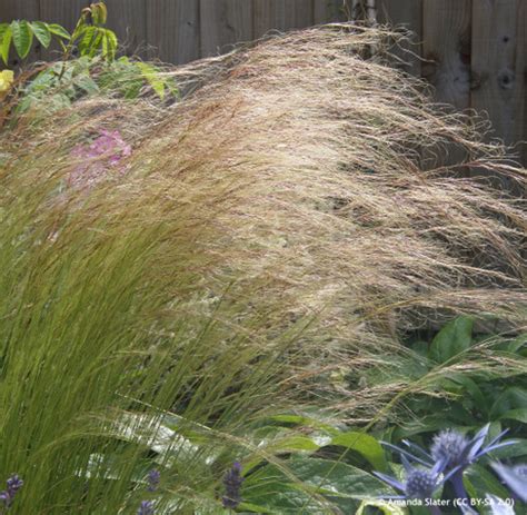 Stipa Tenuissima Grass 3ltr Bunkers Hill Plant Nursery