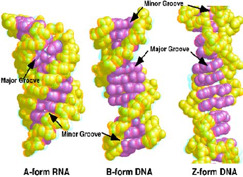 Structure Of Nucleic Acids