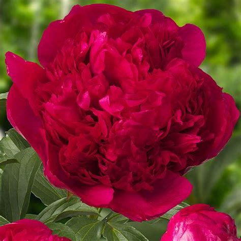 Peony Command Performance Herbaceous Till Salu På Nätet I Eu Direkt