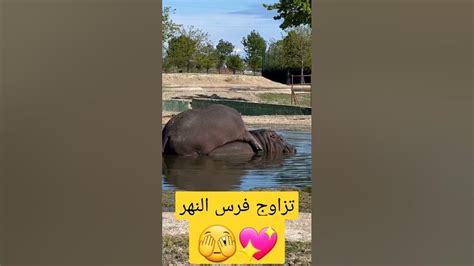 Reproduction At The Hippopotamus Youtube