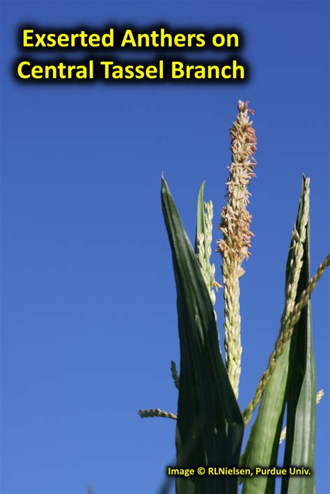 Tassel Emergence And Pollen Shed Purdue University Pestandcrop Newsletter