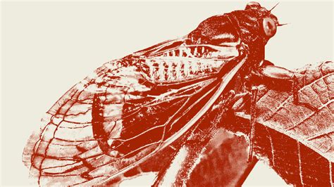 Opinion The Cicadas Are Here You Have Nothing To Fear The New