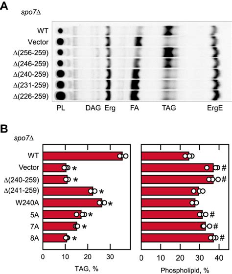 The Saccharomyces Cerevisiae Spo7 Basic Tail Is Required For Nem1spo7