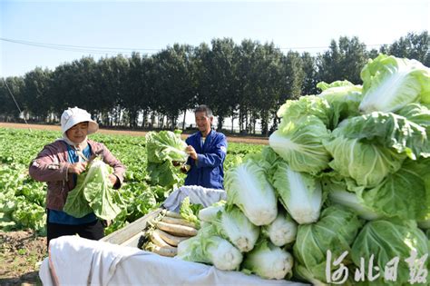 河北邢台市南和区：灾后补种的蔬菜收获啦 极目新闻