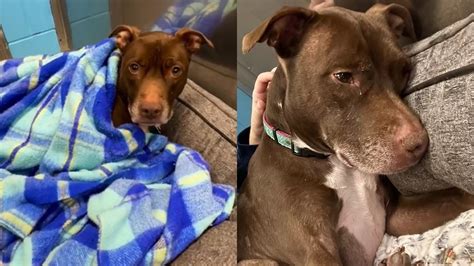 Cadela se entristece ao ser abandonada em abrigo após passar sete anos família veja imagens