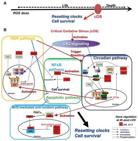 A The Schematic Figure Shows Resetting Of The Circadian Clock By