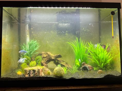 Algae Bloom Or Surface Algae Raquarium