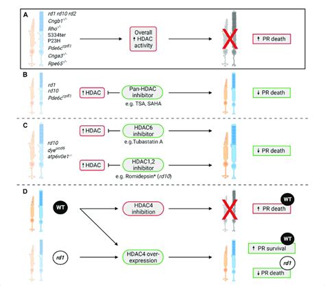 The Role Of Hdacs In Photoreceptor Degeneration A A Seminal Study
