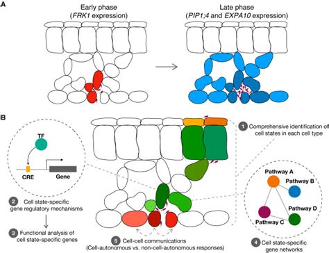 Yet Uninfected Resolving Cell States Of Plants Under Pathogen Attack