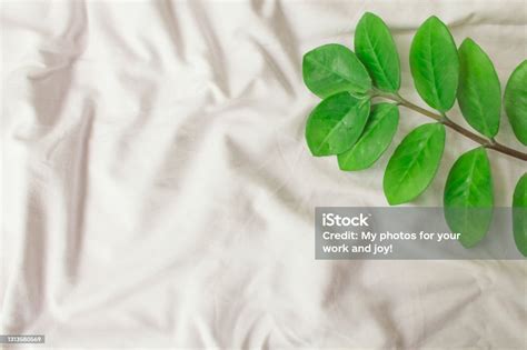 화이트 설치 흰색 배경 현대 미술로 블로거에 대한 여전히 생활 집안의 잔가지 집야자의 녹색 잎 흰 천으로 추상화 0명에 대한