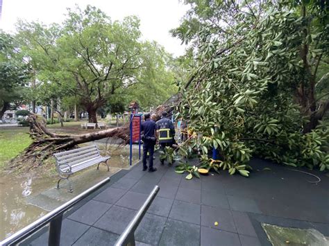 快訊／新北中和自強公園路樹倒 70歲婦人遭壓傷 社會 三立新聞網 Setncom