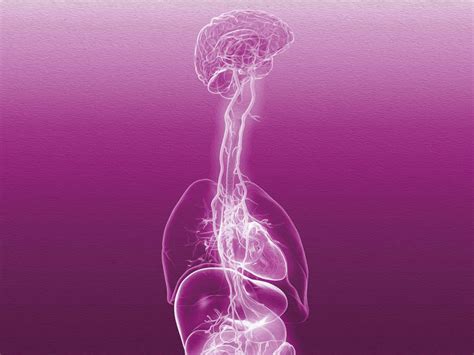 The Ultimate Guide To The Gut Brain Axis Mija