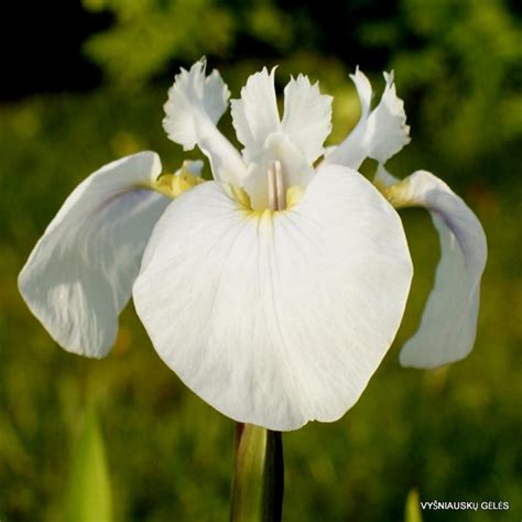 Iris Setosa Alba Daylily Phlox Eu