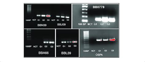 Validation Of Select Gene Expression By Rt Pcr Rna Extracted From