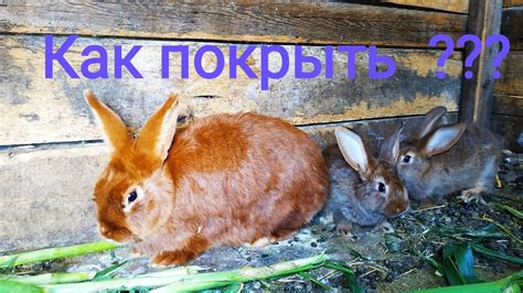Как правильно произвести случку крольчихи Жизнь в деревне Youtube
