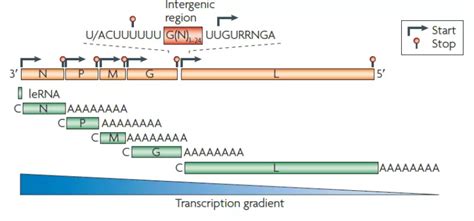 Rabies Virus Structure Genome Organization Pathogenesis Replication Biology Notes Online