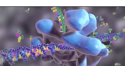 Protein Synthesis Animation Services 3d Biology