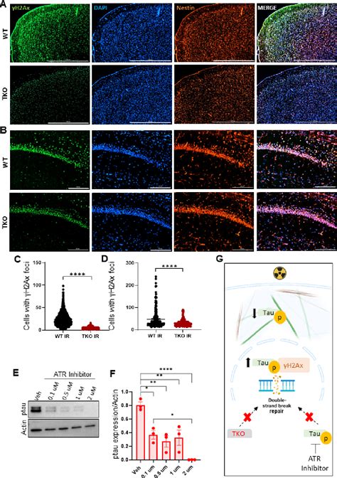 Figure 3 From Subcellular Functions Of Tau Mediates Repair Response And Synaptic Homeostasis In