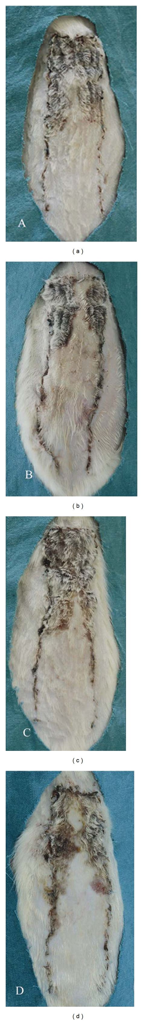 Flap Necrosis Area In The Groups Download Scientific Diagram