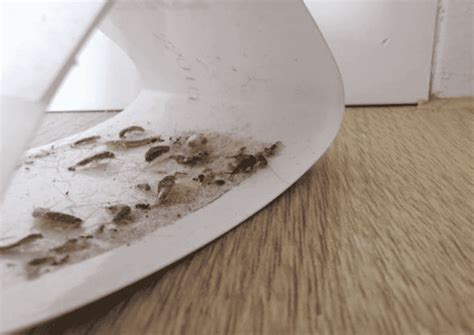 Best Traps For Silverfish Pest Hacks