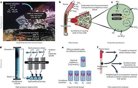 Giant Deep Sea Vent Tubeworm Symbionts Use Two Carbon Fixation Pathways