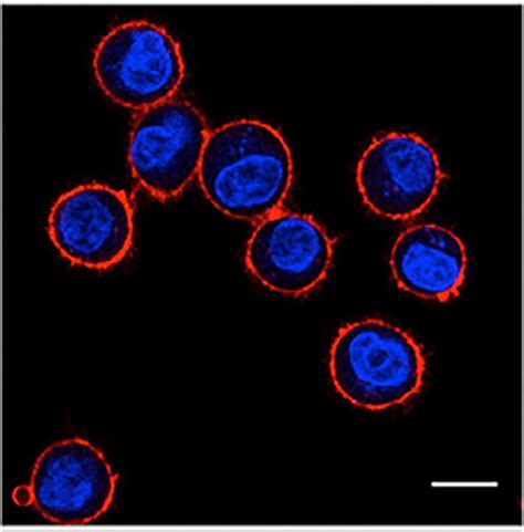 Memtrack Red Membrane Stain Abp Biosciences