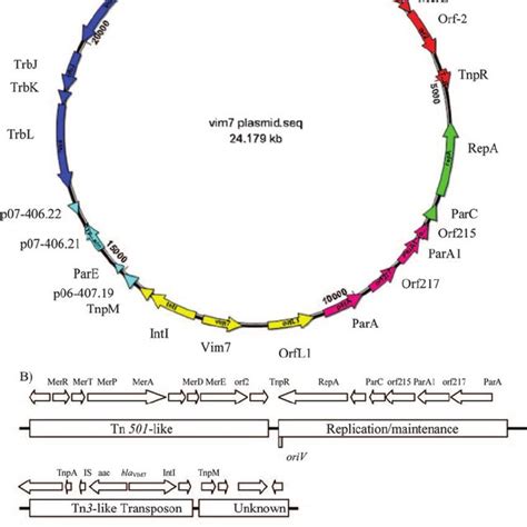 A Genetic Map Of Plasmid P Accession Number AM Showing Download Scientific