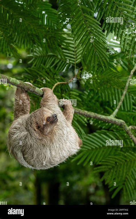 Brown Throated Three Toed Sloth Bradypus Variegatus On Tree Costa