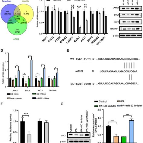 Pa Inhibited Vsmc Switch To Synthetic Phenotype Vsmc Morphologies