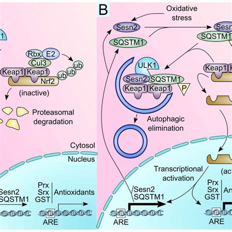 Sestrin Mediated Regulation Of Mtorc1 A Under Unstressed Conditions Download Scientific