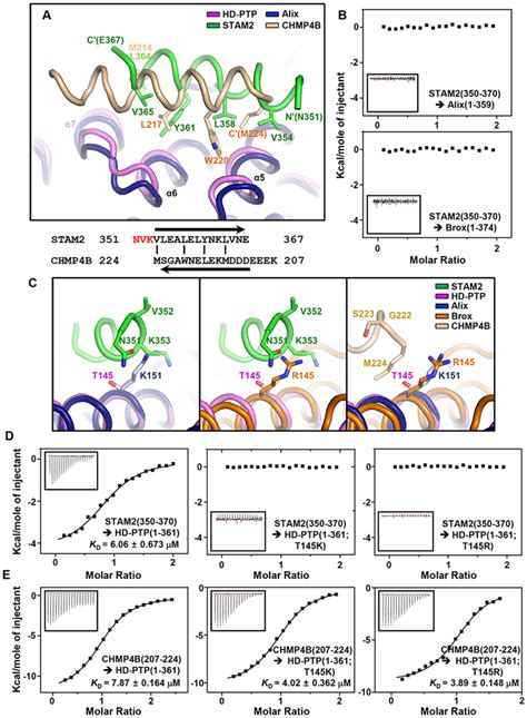 Structural Analysis Of The Binding Selectivity Of Three Bro1