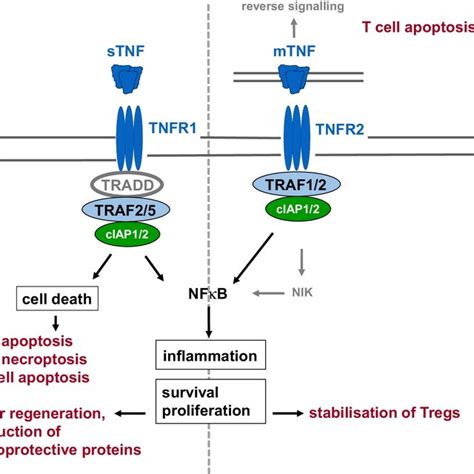 Overview Of The Different Functions Of Tnfr1 And Tnfr2 Tnfr1 Is