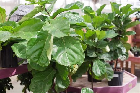What Is The Best Fertilizer For A Fiddle Leaf Fig Plant Gardening Dream
