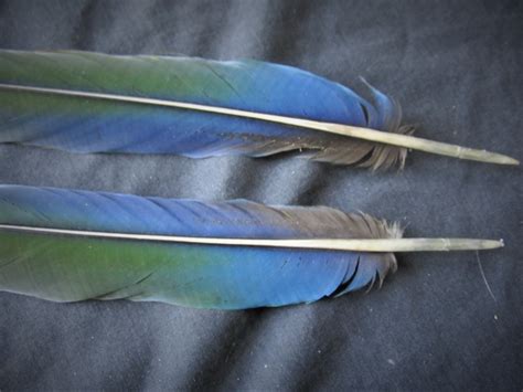 Parrot Tail Feathers Naturally Molted Macaw Nutz