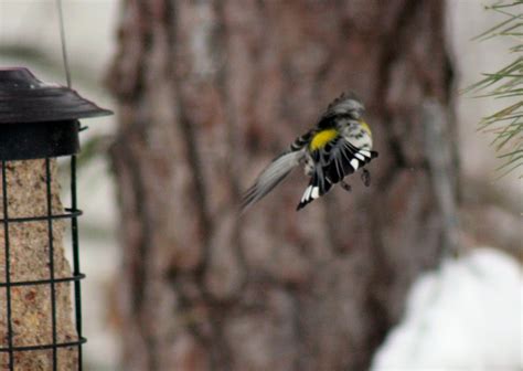 Myrtle Or Yellow Rumped Warbler 2 20 15 Feederwatch