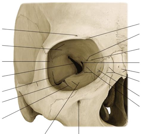 The Bony Orbit Diagram Quizlet