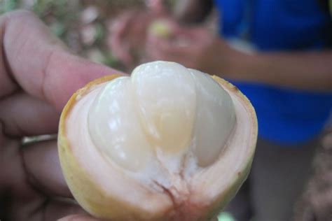 6 Manfaat Buah Duku Untuk Ibu Hamil