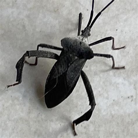 Acanthocephala Alata Insect Identification Guide Habitat And Facts