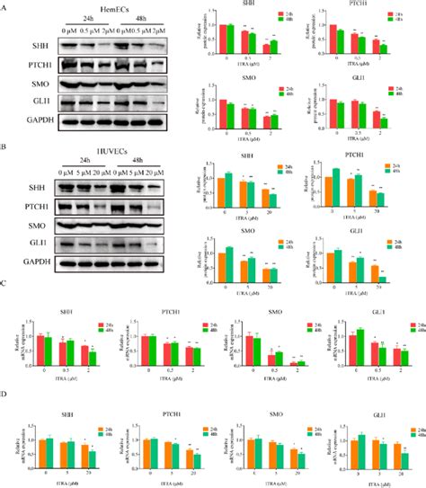 Itraconazole Inhibited The Hh Signaling Pathway In Hemecs And Huvecs