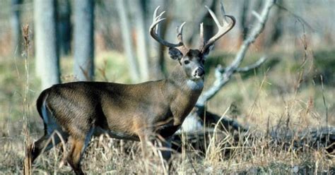 Deer Diseases Are You At Risk Grand View Outdoors