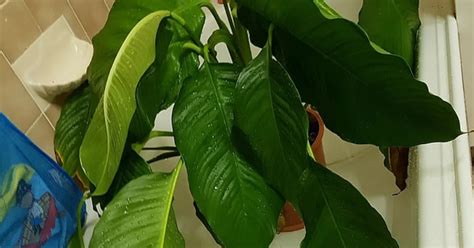 Cómo revivir plantas en tan solo horas utilizando agua templada y sal Infobae