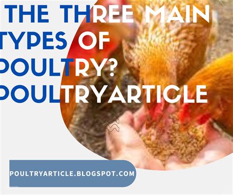 The Three Main Types Of Poultry Poultryarticle Poultryarticle