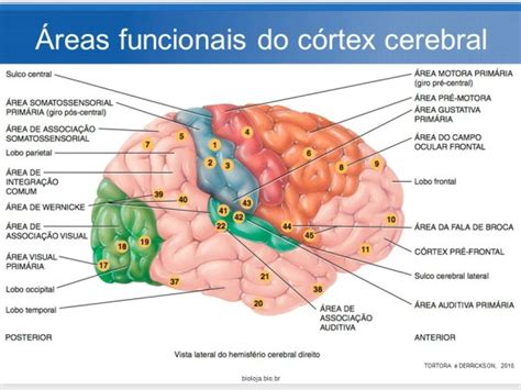 Cortex Cerebral Bioquímica I